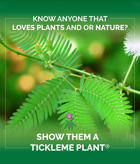 GALLERY – TickleMe Plant Company, Inc
