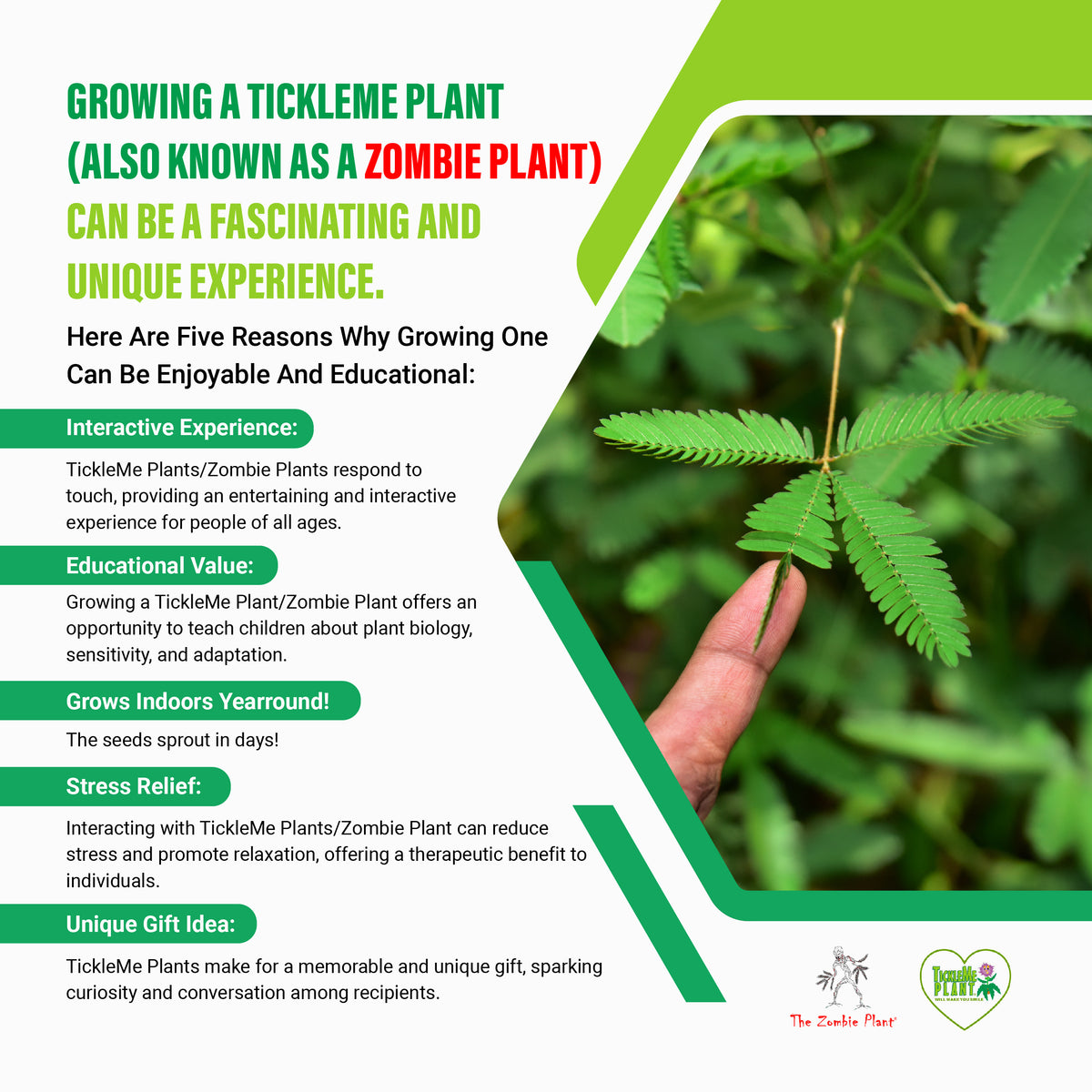 Grow Your Own TickleMe Plant / ZOMBIE PLANT at Home! Mimosa pudica ...