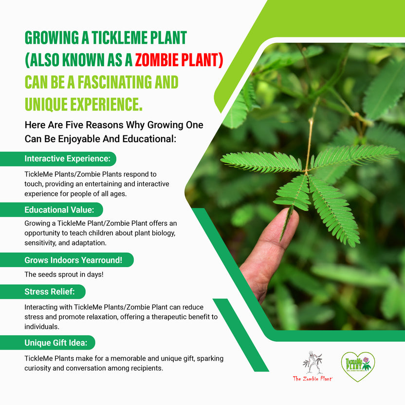 Grow Your Own TickleMe Plant / ZOMBIE PLANT at Home! Mimosa pudica ...