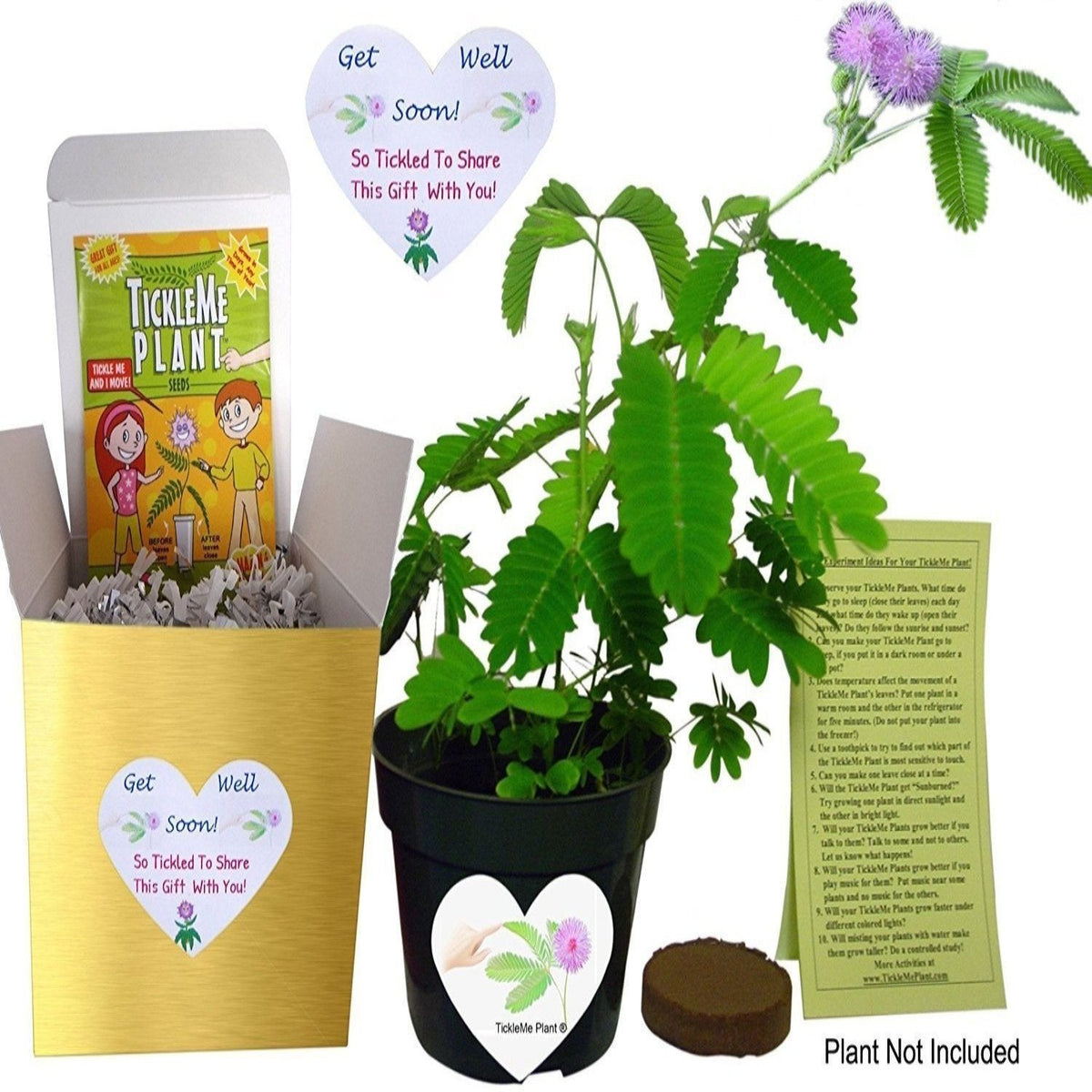 “Get Well Soon TickleMe Plant Gift Box – Cheer-Up Grow Kit” – TickleMe ...
