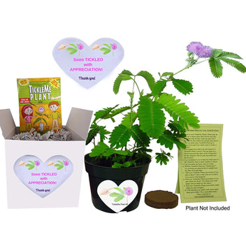 Grow Your Own TickleMe Plant / ZOMBIE PLANT at Home! Mimosa pudica ...