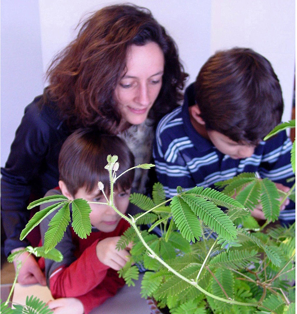TickleMe Plant Greenhouse garden kit with science activity card ...