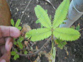 Grow Your Own TickleMe Plant / ZOMBIE PLANT at Home! Mimosa pudica ...