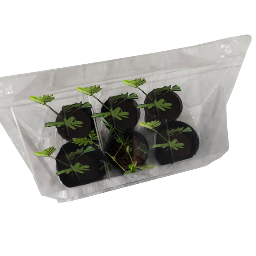 ZOMBIE PLANT GROW KIT- (Touch It and It PLAYS DEAD!) – TickleMe Plant ...