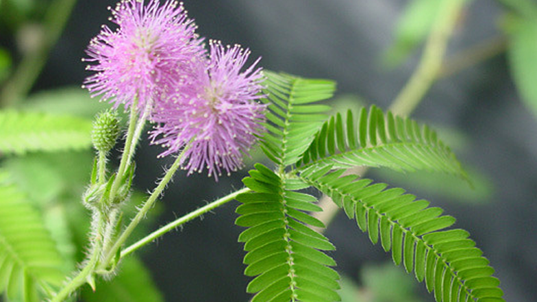 Grow Your Own TickleMe Plant / ZOMBIE PLANT at Home! Mimosa pudica ...