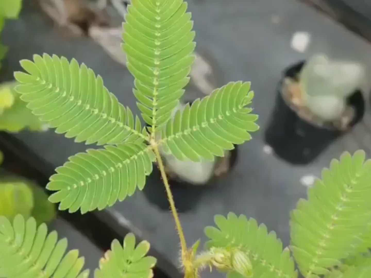 Grow Your Own TickleMe Plant / ZOMBIE PLANT at Home! Mimosa pudica ...