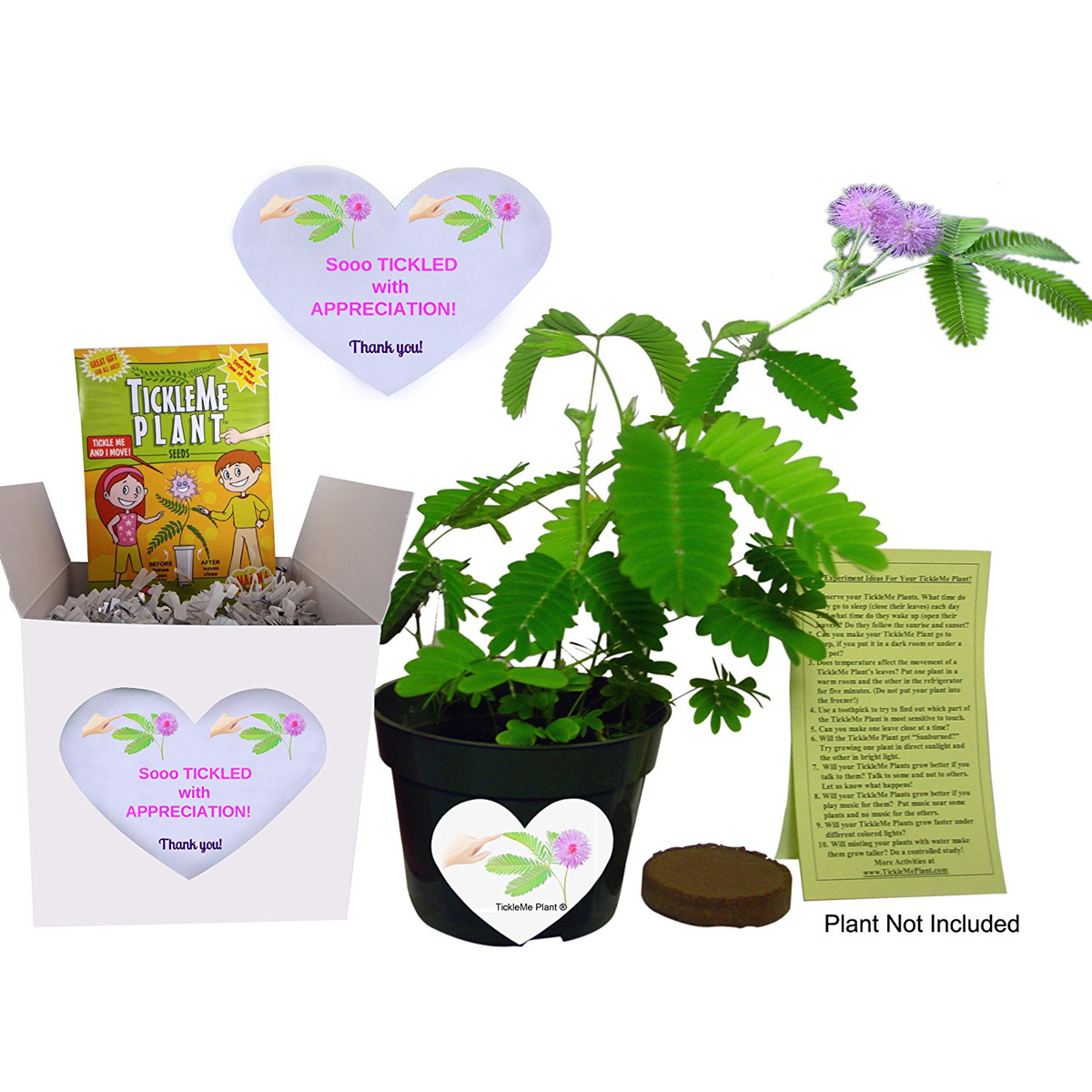 Grow Your Own TickleMe Plant / ZOMBIE PLANT at Home! Mimosa pudica ...